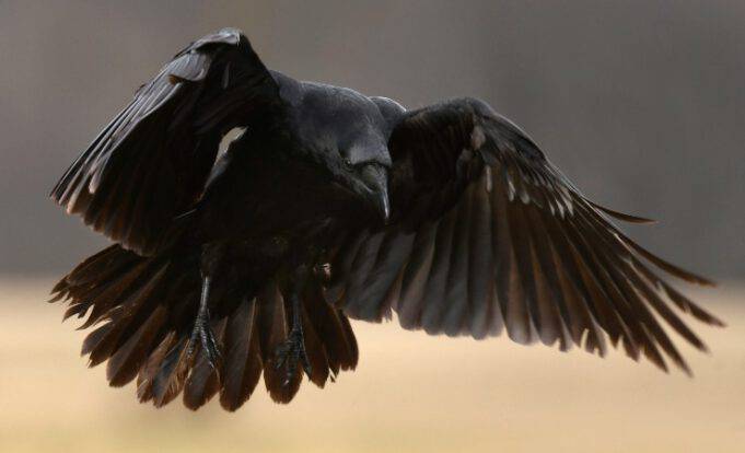 Animali più furbi del mondo: caratteristiche e curiosità