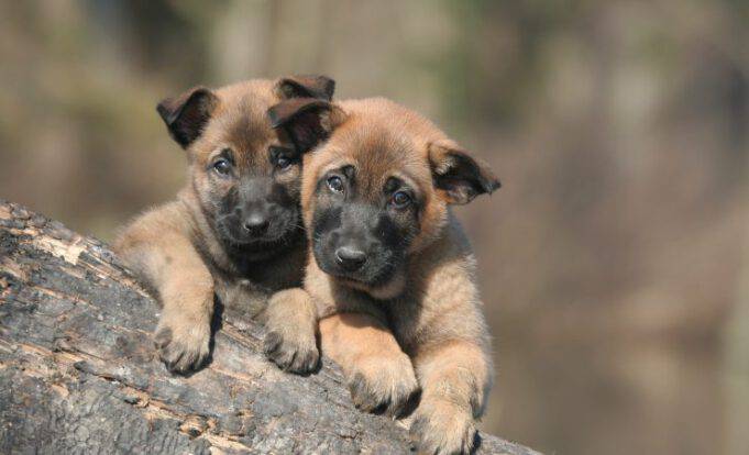 Alimentazione del cane da pastore Belga: dose, frequenza pasti e cibi