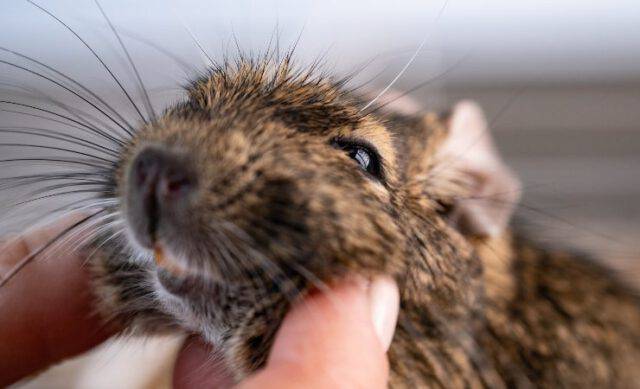 Roditori più affettuosi: elenco e caratteristiche dei più affezionati