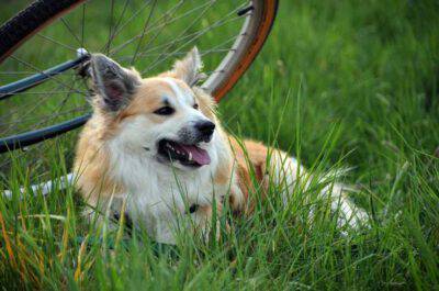 Curiosità sull'Iceland dog: nome, storia, origini e altre info utili