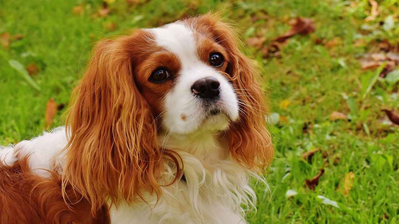 Un cane come "dono dal cielo": una storia incredibile tutta da conoscere