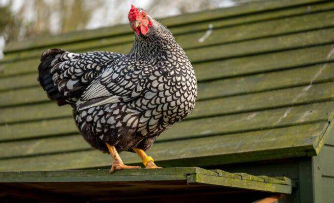 Gallina Wyandotte nana: specie rara ornamentale da cortile e giardino