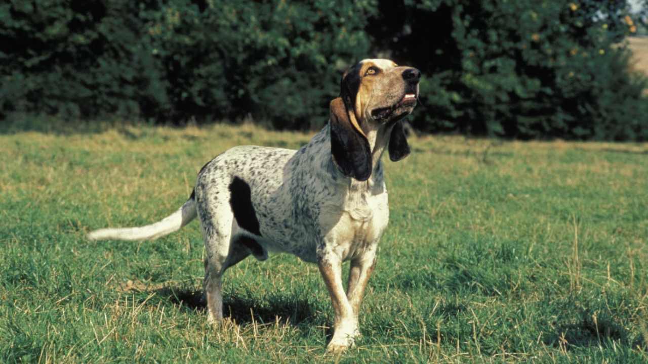 Adottare un Gascon Saintongeois: carattere, stile di vita e padrone ideale