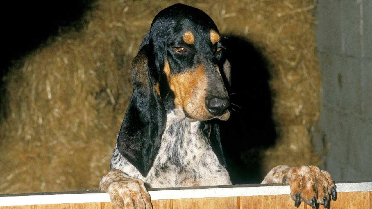 Curiosità sul Gascon Saintongeois: origini, chicche, prezzo e tant’altro