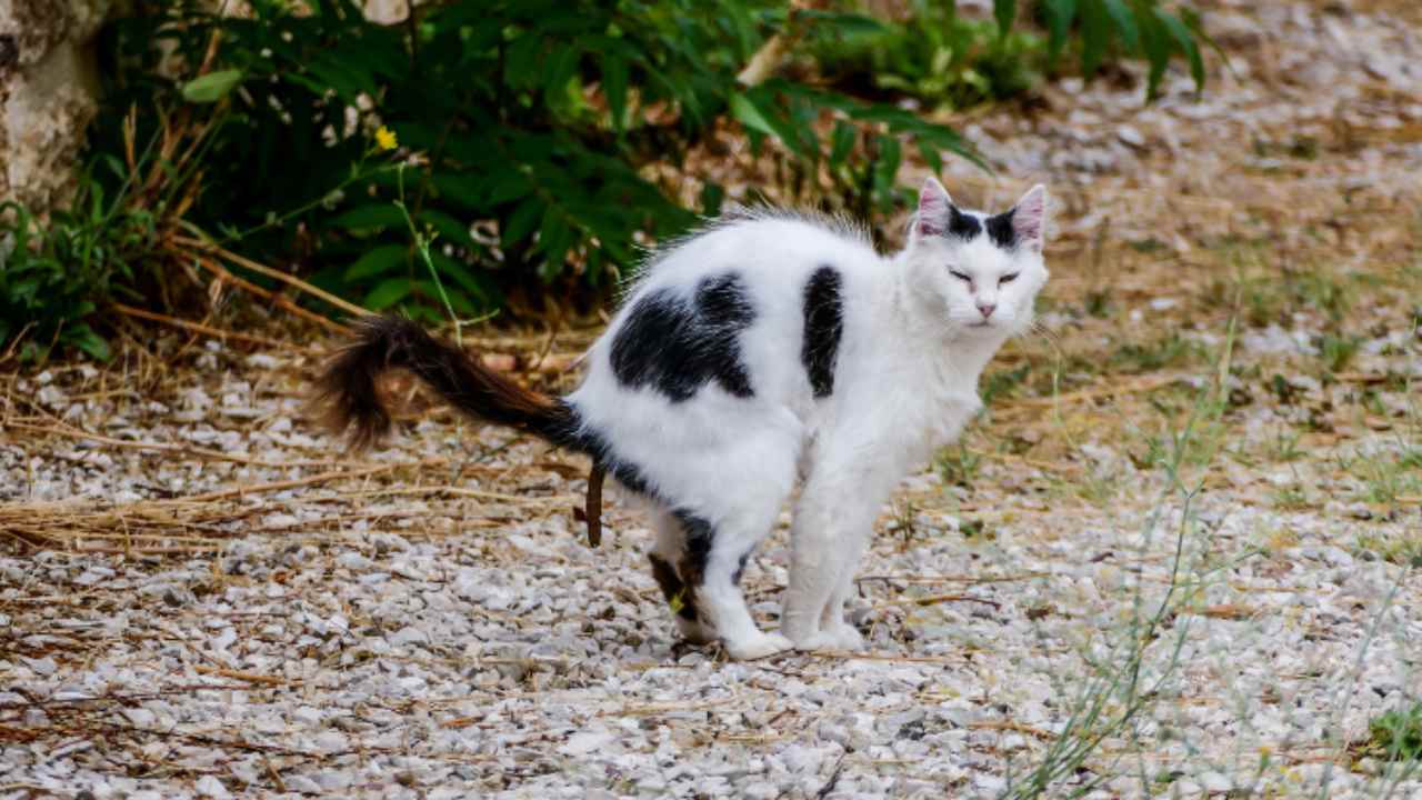 Il gatto fa la cacca quando è spaventato: ecco perché