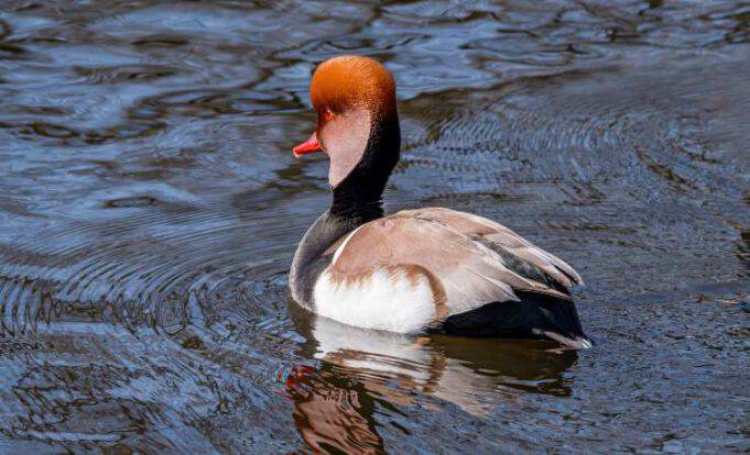 Moriglione europeo: specie di anatra rara ornamentale