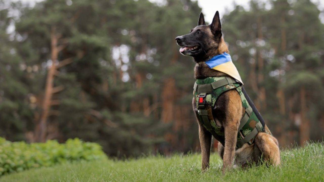 Curiosità sul Cane da pastore Belga: tutto ciò che serve conoscere
