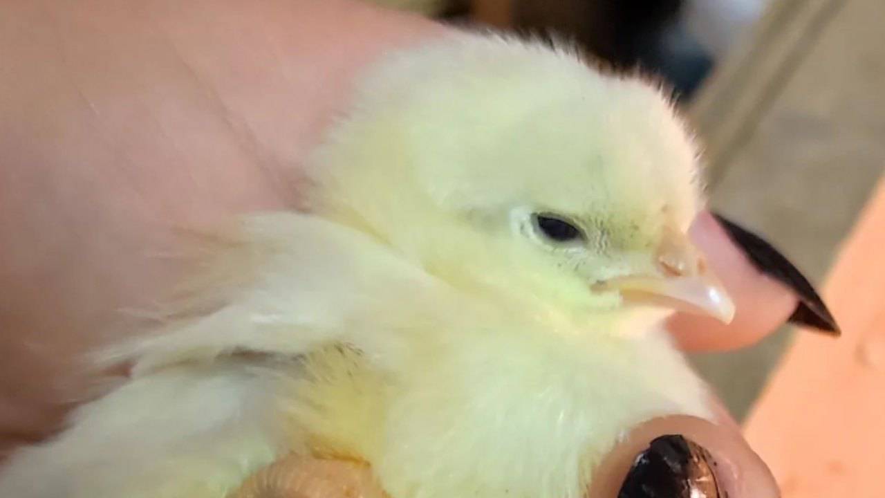 Pulcini maschi maltrattati: arriva lo stop dalla coalizione europea