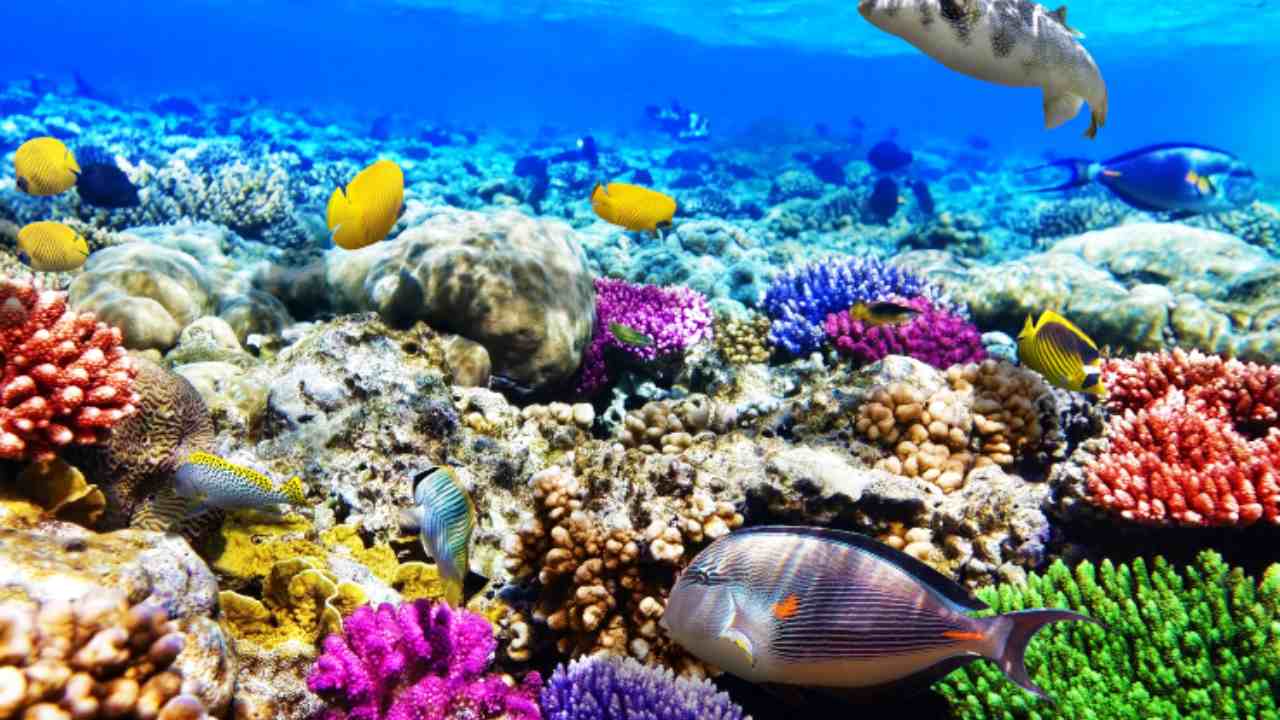 Gli animali in mare come si curano? I rimedi naturali dei delfini