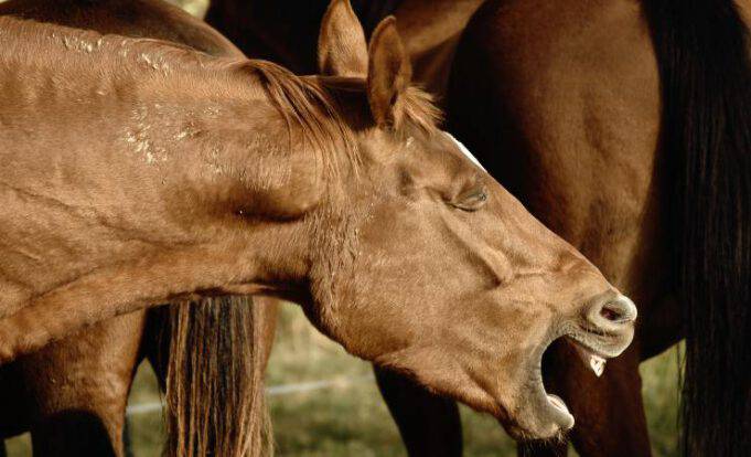Tosse nel cavallo: le cause, i sintomi e il trattamento
