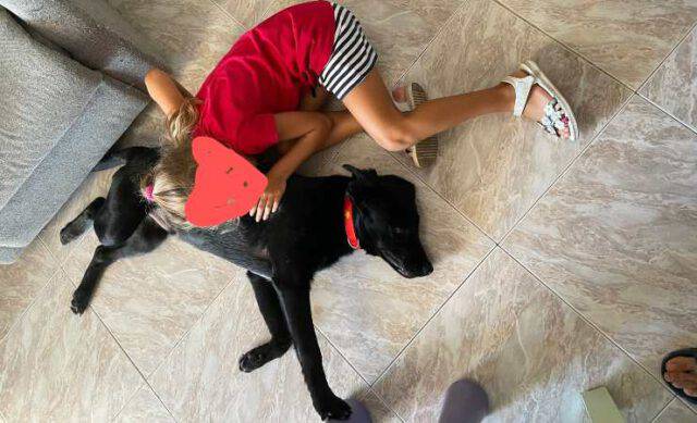 Charlie: da cane abbandonato in strada ad una meravigliosa famiglia