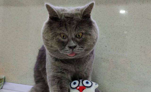 Fedya: il gatto dagli occhi storti famoso in tutto il web - VIDEO