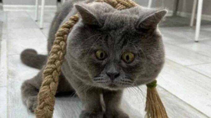 Fedya: il gatto dagli occhi storti famoso in tutto il web - VIDEO