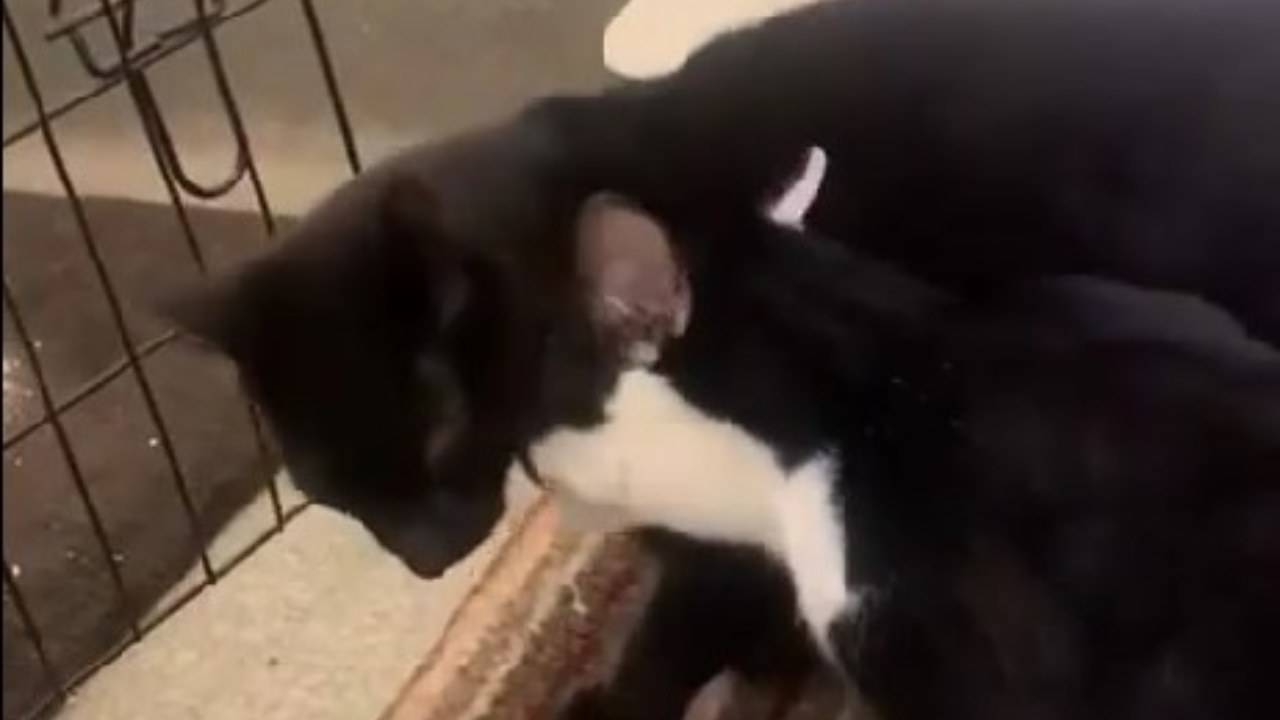 Coppia di gatti innamorati cerca casa insieme - VIDEO