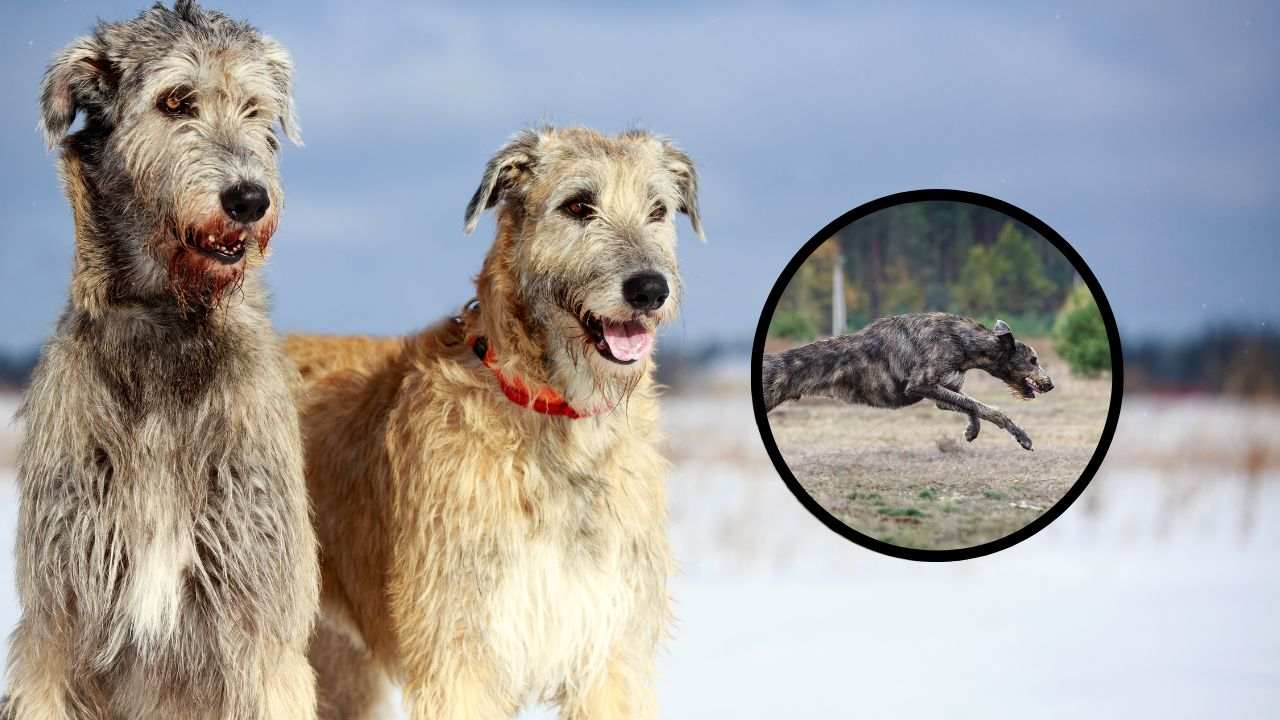 Adottare un Irish Wolfhound: pro, contro e padrone ideale