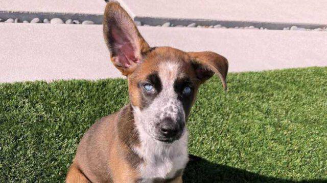 Remi: cane salvato dalla strada, il suo nuovo papà è un noto attore