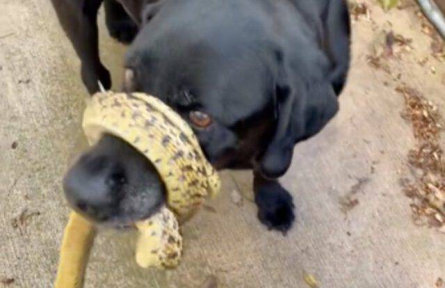 Serpente avvolge il muso del cane: dallo spavento alla sorpresa - VIDEO