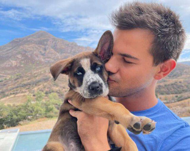 Remi: cane salvato dalla strada, il suo nuovo papà è un noto attore