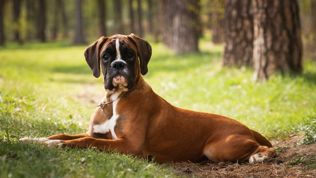 Curiosità sui cani maschi: 5 chicche tutte da scoprire