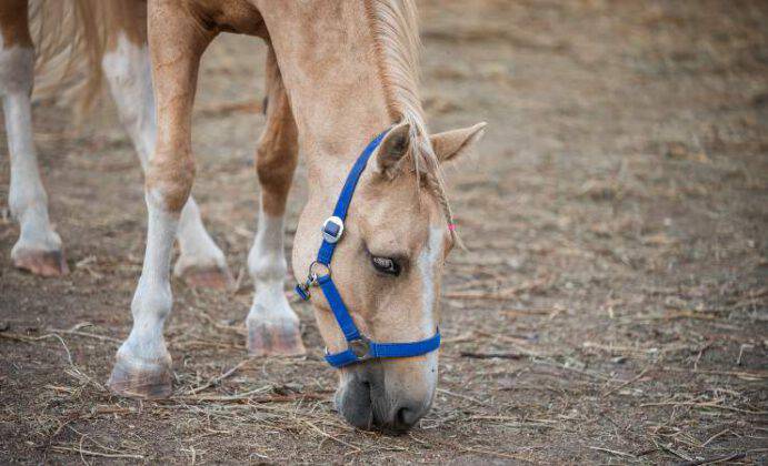 Avvelenamento da antrace nel cavallo: causa, sintomi e cura