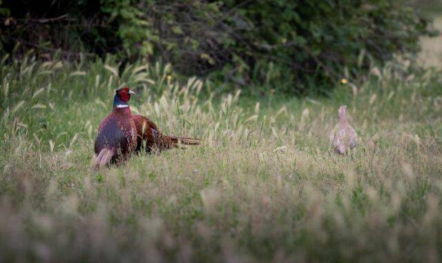 Fagiano Codagialla: specie rara ornamentale di volatile da cortile