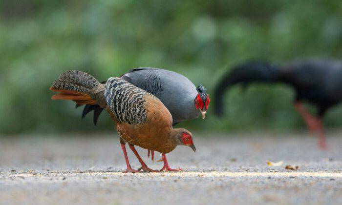 Fagiano Prelato: animali ornamentali rari da cortile e da giardino