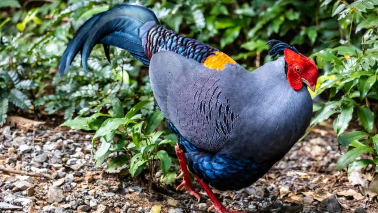 Fagiano Prelato: animali ornamentali rari da cortile e da giardino