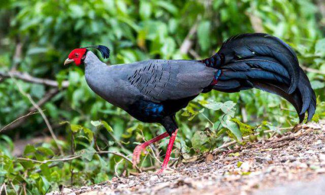 Fagiano Prelato: animali ornamentali rari da cortile e da giardino