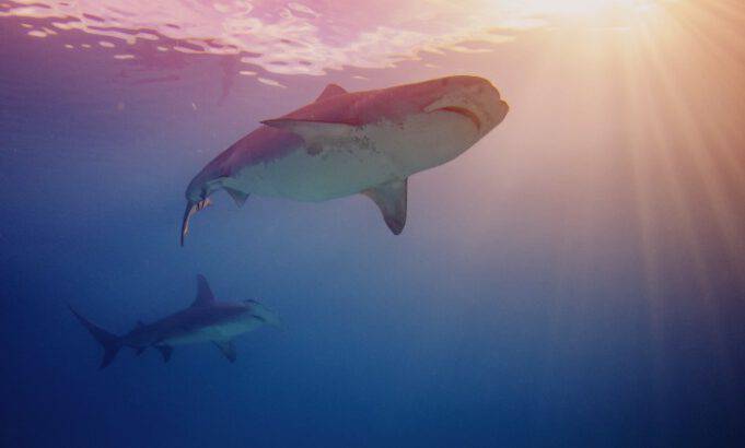 Come si riproducono gli squali: tutto ciò che dobbiamo sapere sulla specie