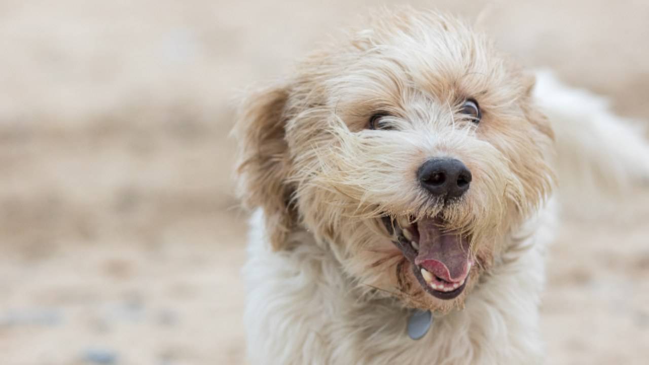 Alimentazione del Grand Basset Griffon Vendéen: dosi, frequenza e cibi