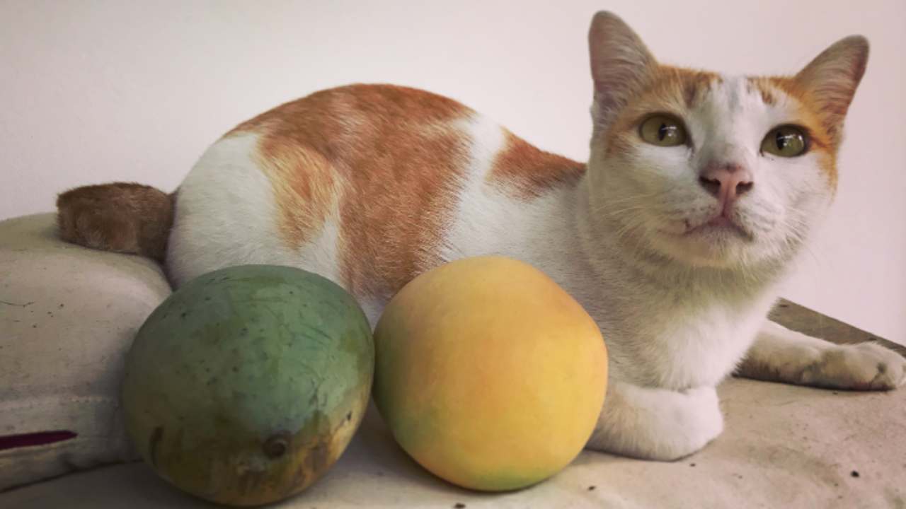 Il gatto può mangiare il mango? Tutto ciò che devi sapere