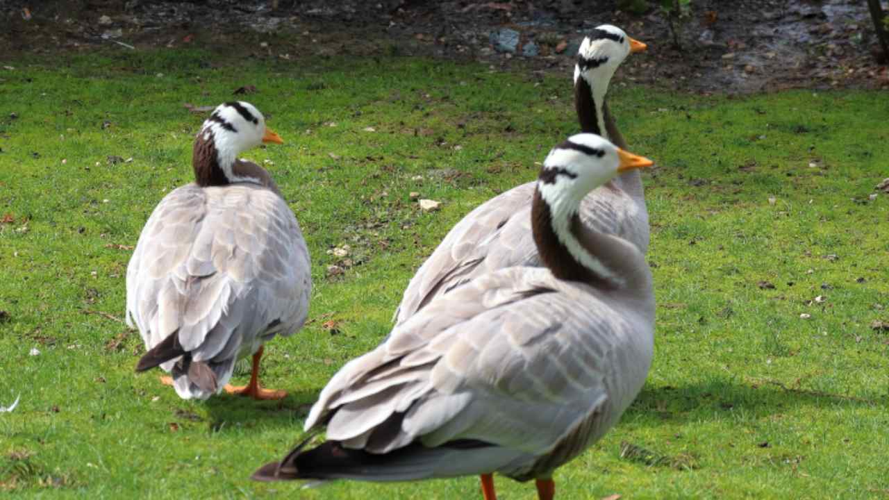 Oca a testa barrata: specie rara ornamentale da cortile e giardino