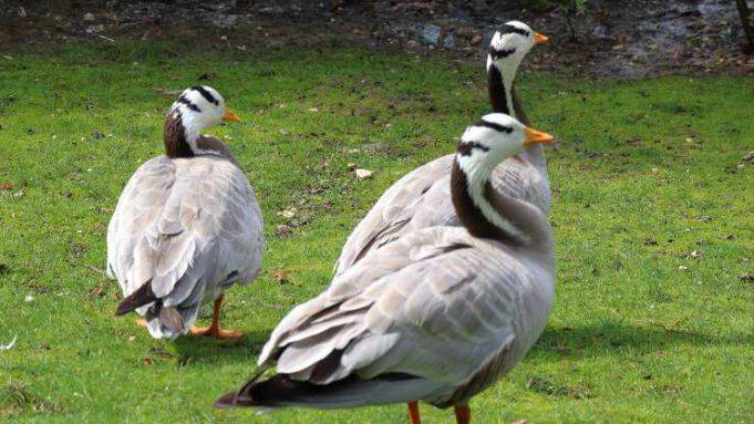 Oca a testa barrata: specie rara ornamentale da cortile e giardino