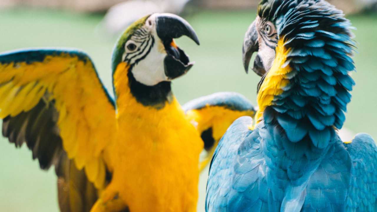 Perché i pappagalli combattono? Tutto ciò che devi sapere