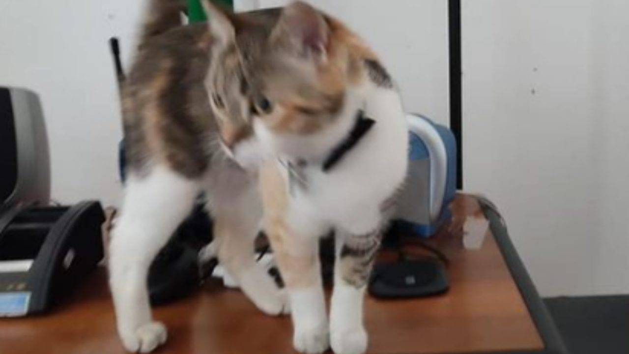 Romina, la storia di una gattina diventata la mascotte del paese