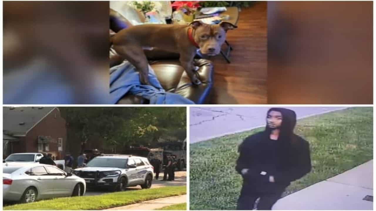 Ragazzo di 19 anni prende una pistola e spara al cane (Video)