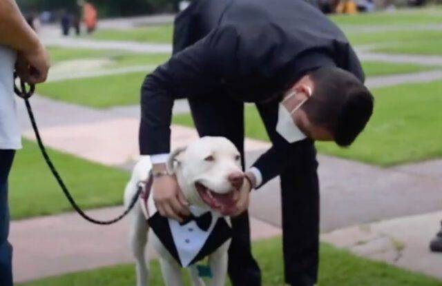 Boss, il cane festeggia il diploma in smoking insieme al suo amico - FOTO