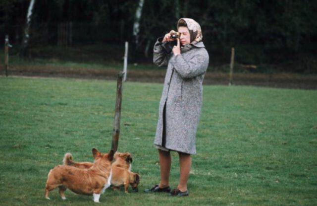 Wilbur è il fratello segreto dei Corgi della Regina: la scoperta del cane