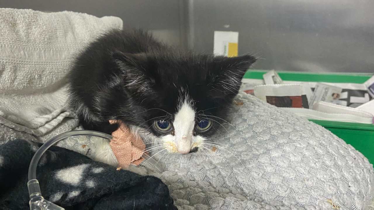 Gatto ha bisogno di donazione del sangue: l'appello urgente della RSPCA