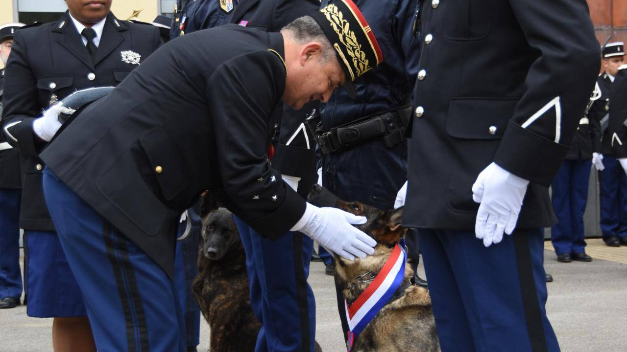 Jess: cane poliziotto decorato per aver salvato 40 vite