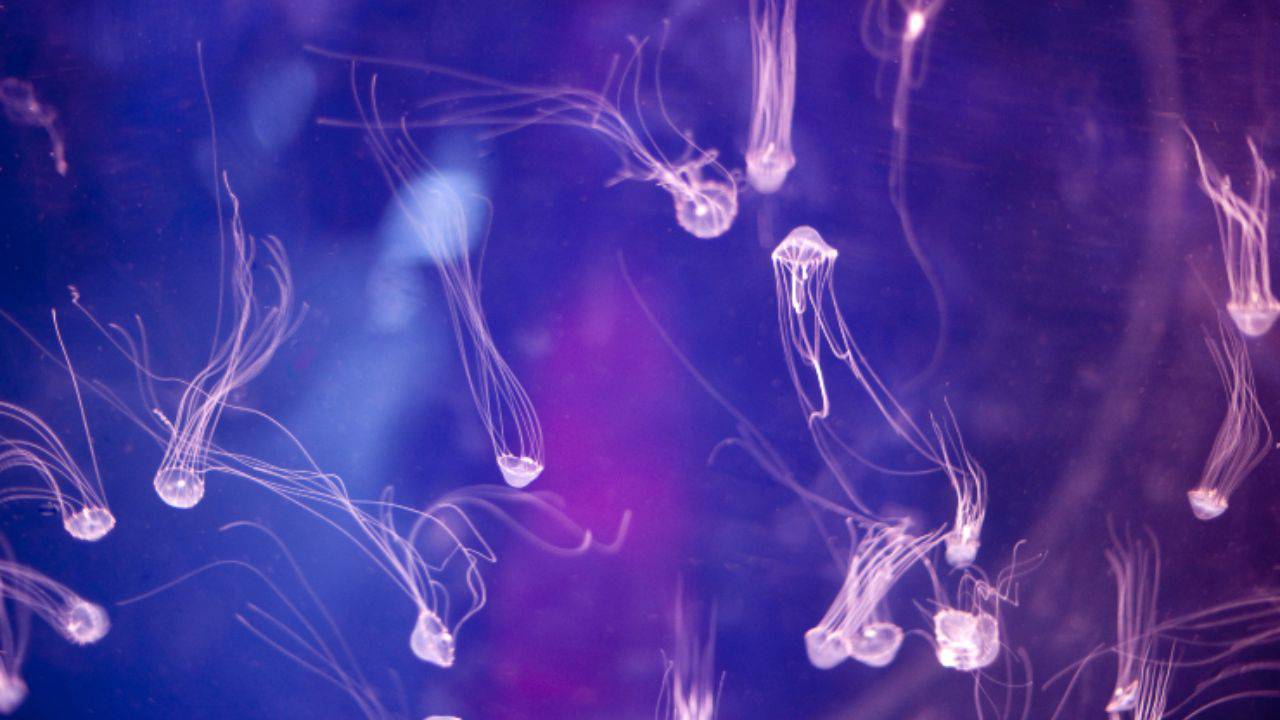 Animali che si illuminano al buio: la bioluminescenza negli animali