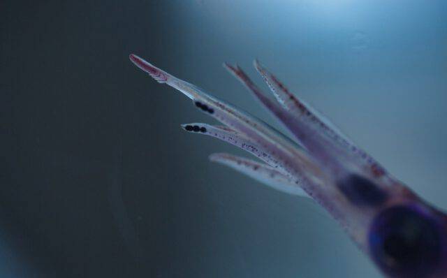 Animali che si illuminano al buio: la bioluminescenza negli animali