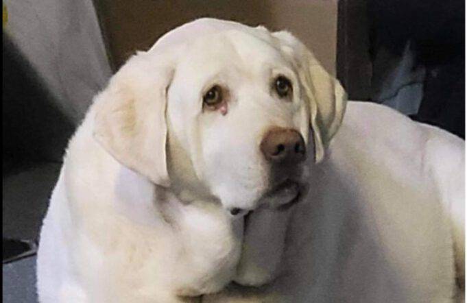 Il cane Walter cambia vita: la trasformazione del Labrador dopo un anno