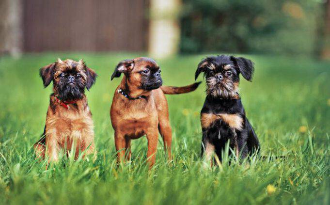 Razze di cani compatibili con il Griffone Belga: caratteristiche e doti
