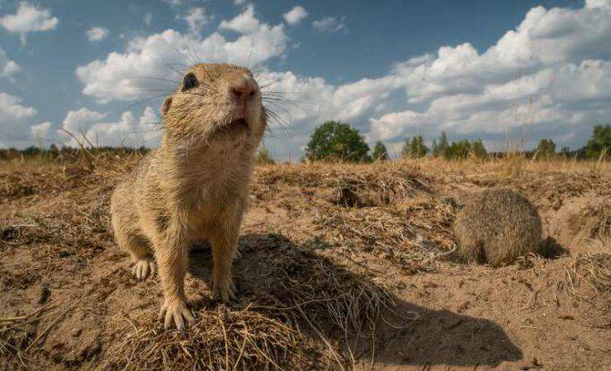 Pododermatite nel citello: le cause, i sintomi e il trattamento