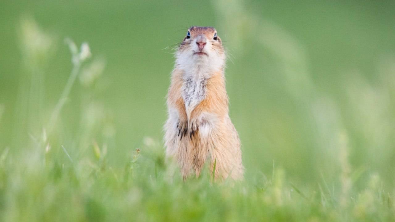 Pododermatite nel citello: le cause, i sintomi e il trattamento