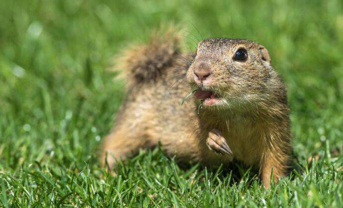 Problemi gastrointestinali nel citello: le cause, i sintomi e la cura