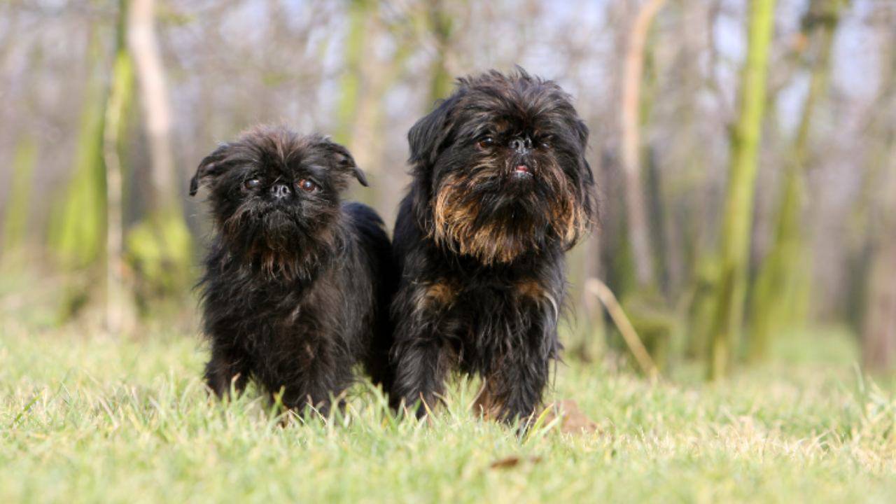 Curiosità sul Griffone Belga: origini, consigli per il nome e tanto altro