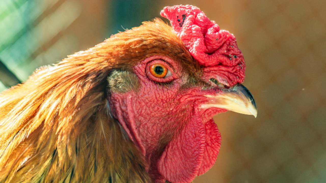 Tipologie di creste delle galline e dei galli: elenco, descrizione e razze