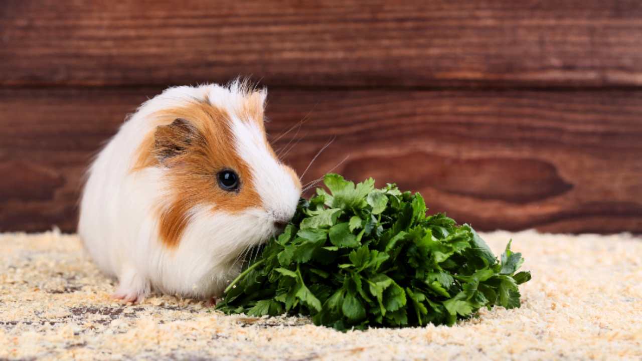 Il criceto può mangiare il prezzemolo? Scopriamolo insieme